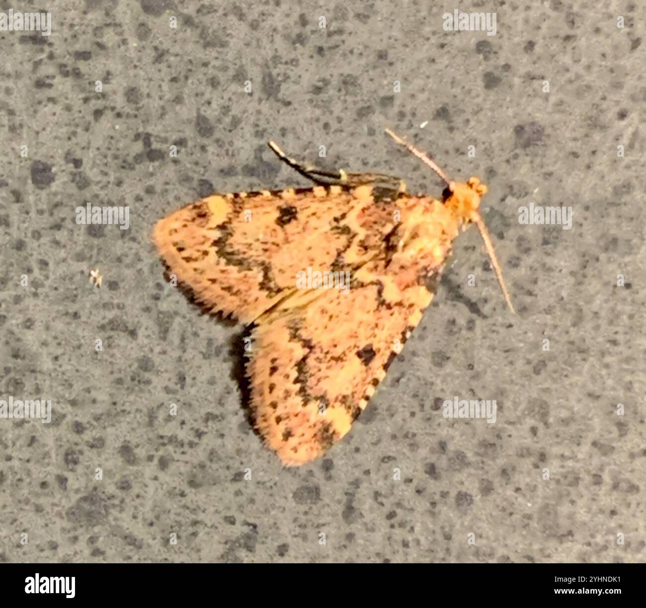 Pink-masked Pyralid Moth (Aglossa disciferalis Stock Photo - Alamy