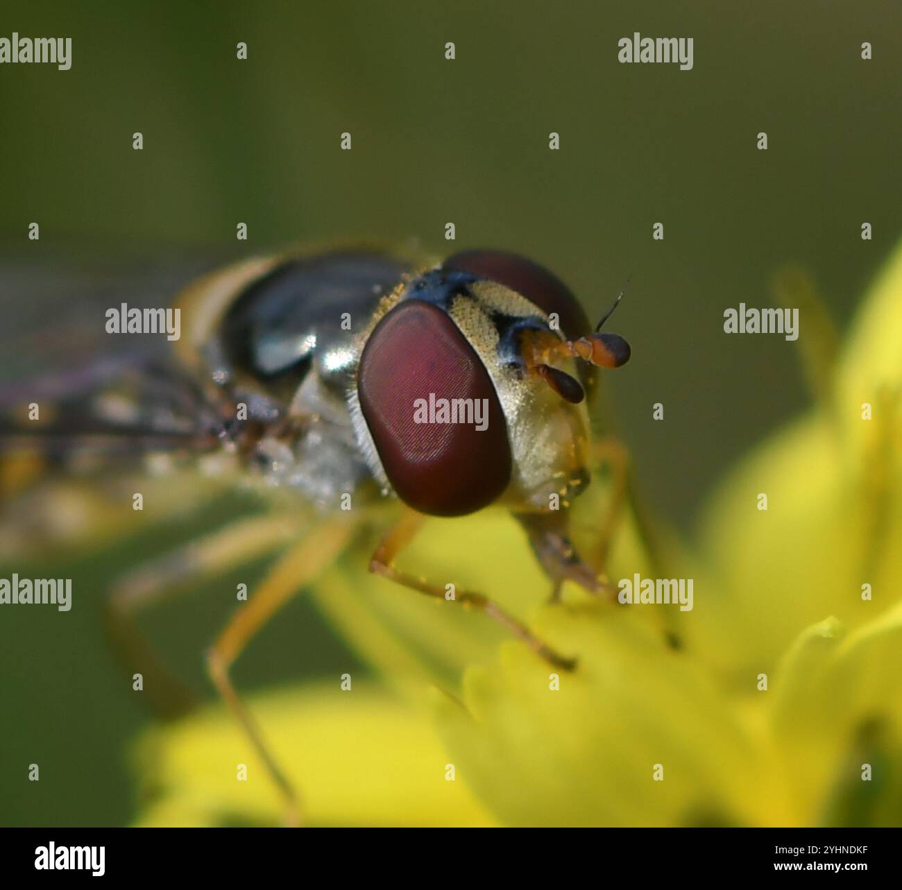 Spotted thintail hi-res stock photography and images - Alamy