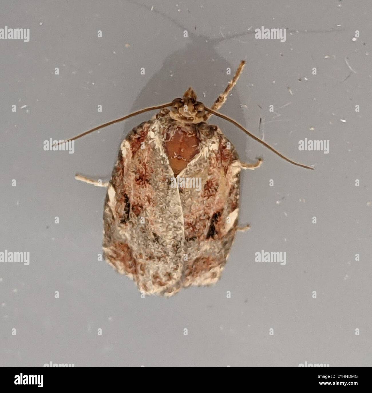 Fruit-tree Leafroller Moth (Archips argyrospila Stock Photo - Alamy