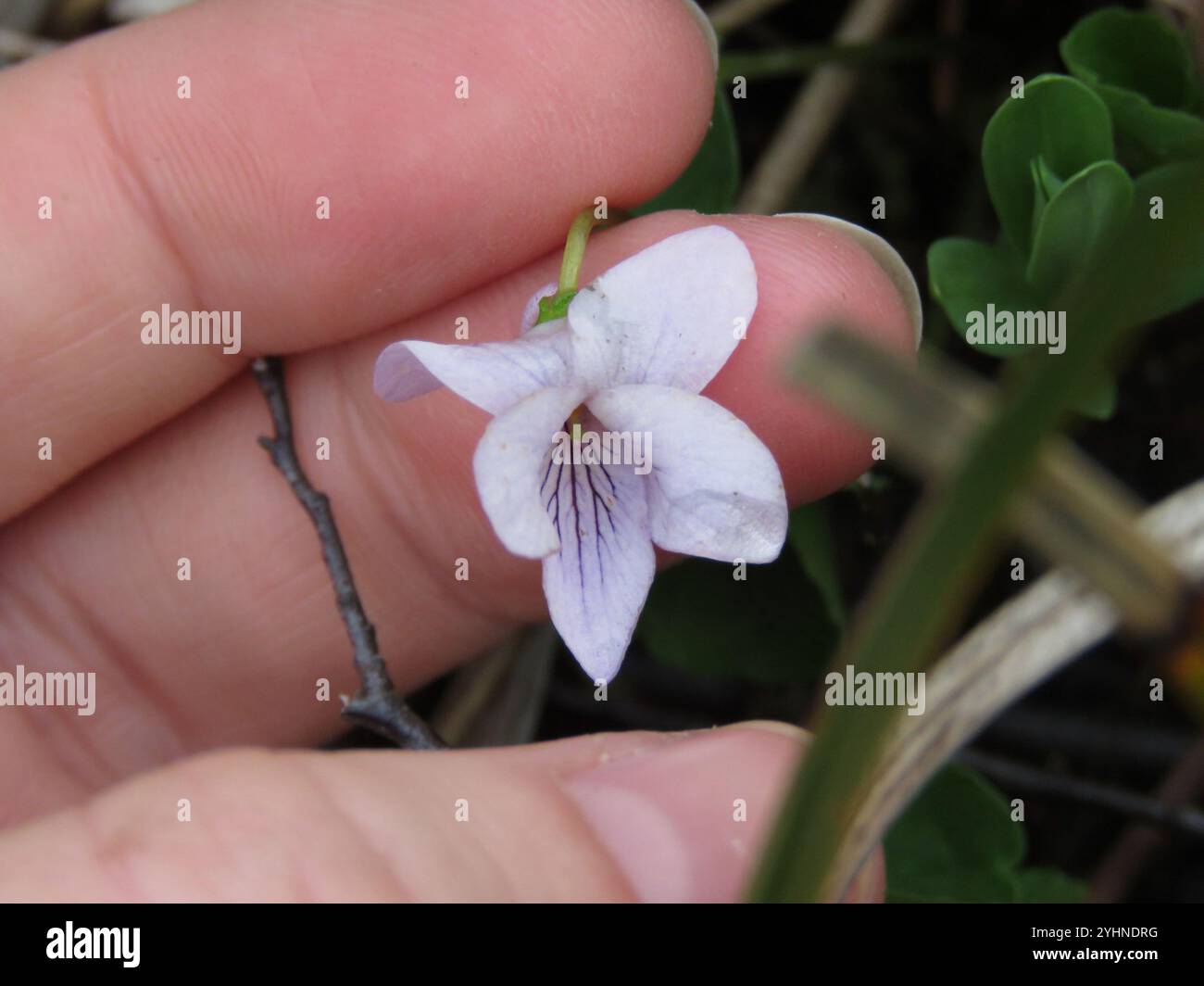 alpine marsh violet (Viola palustris Stock Photo - Alamy