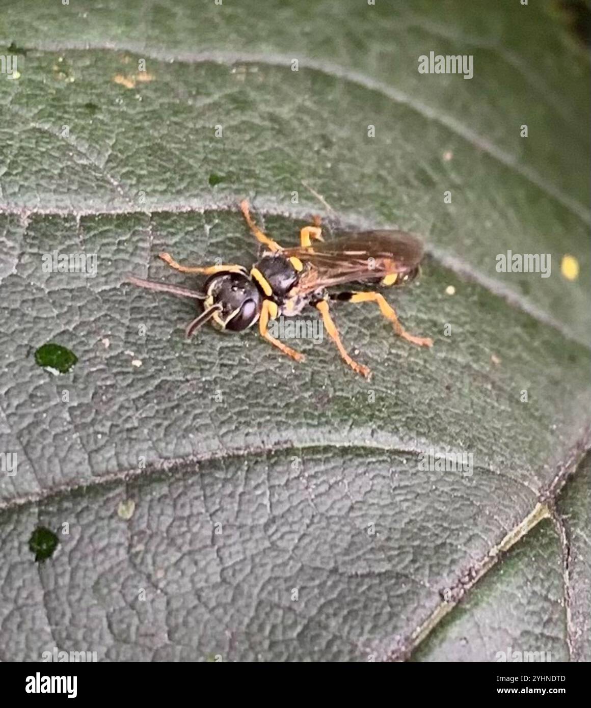 Field digger wasp (Mellinus arvensis Stock Photo - Alamy