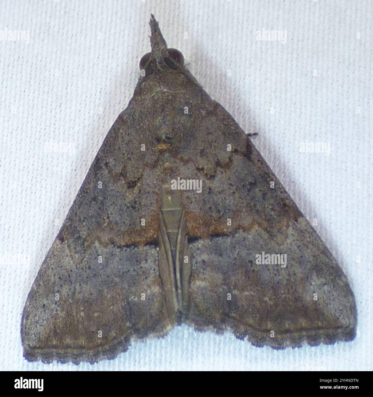 Green Cloverworm Moth (Hypena scabra Stock Photo - Alamy