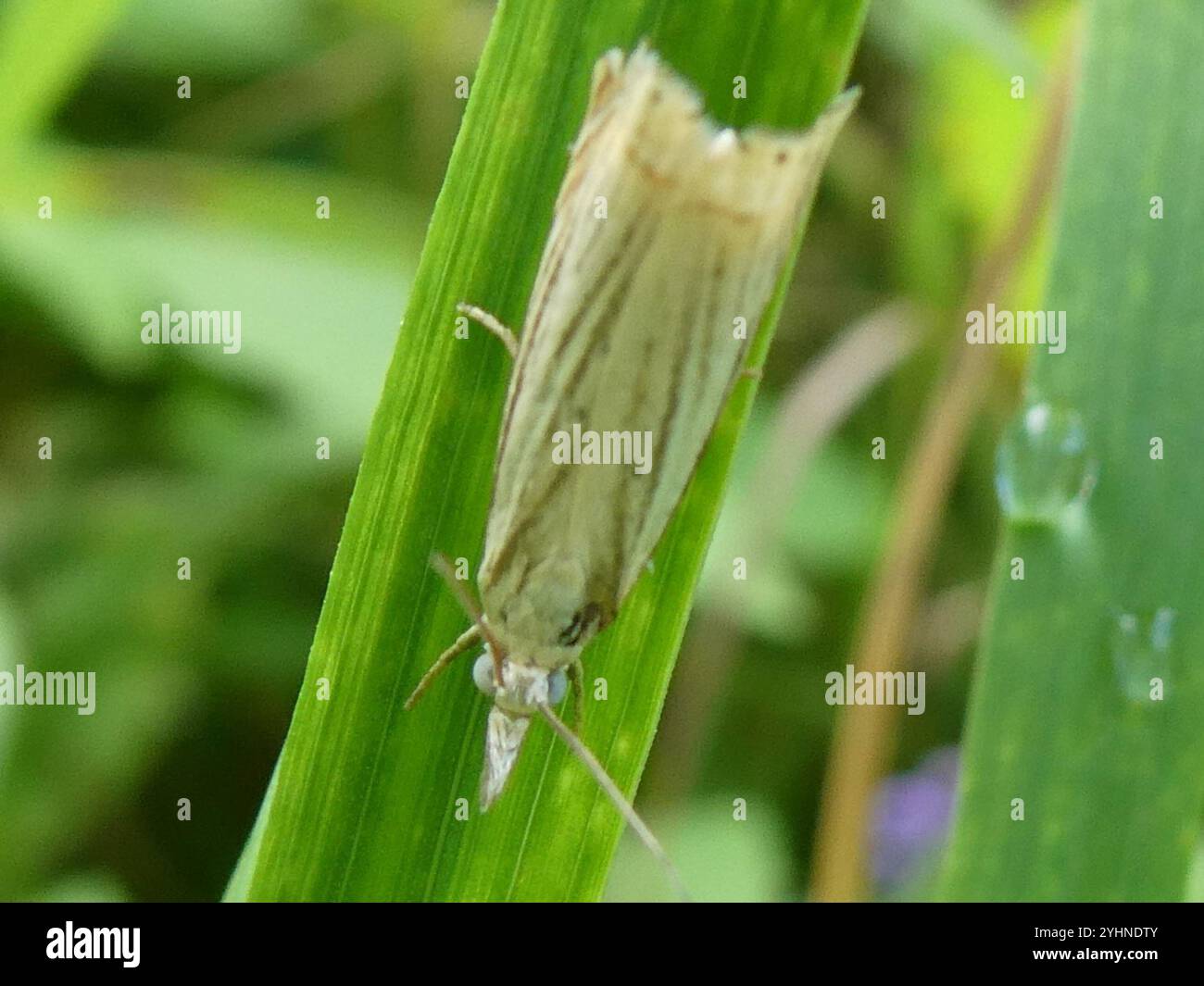 Crambid Snout Moths (Crambidae Stock Photo - Alamy