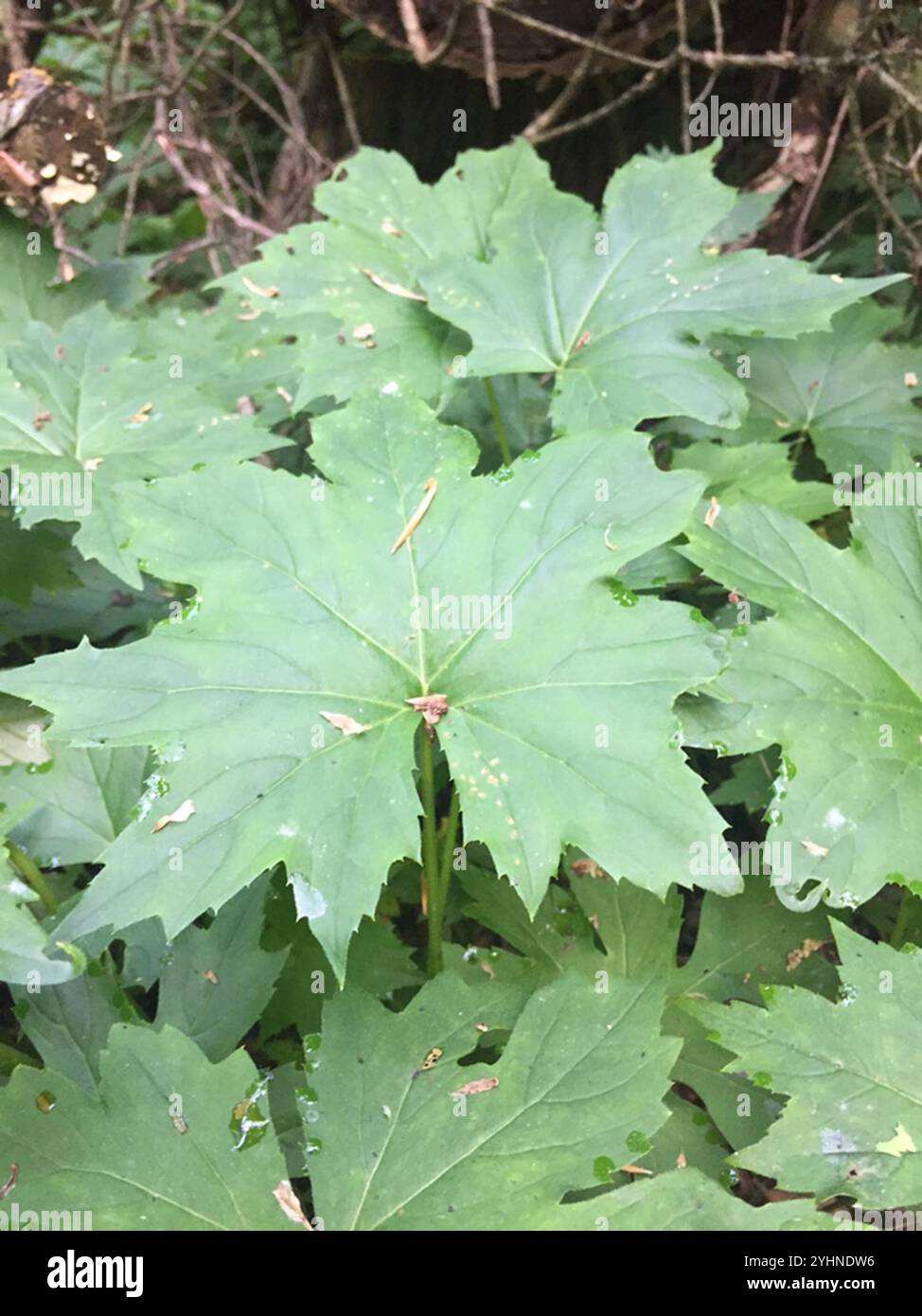 Broad-leaf Waterleaf (Hydrophyllum canadense Stock Photo - Alamy