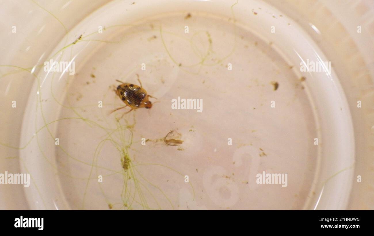 Haliplus hi-res stock photography and images - Alamy