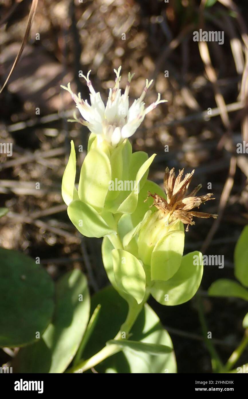 White Fluffbush (Lopholaena disticha Stock Photo - Alamy