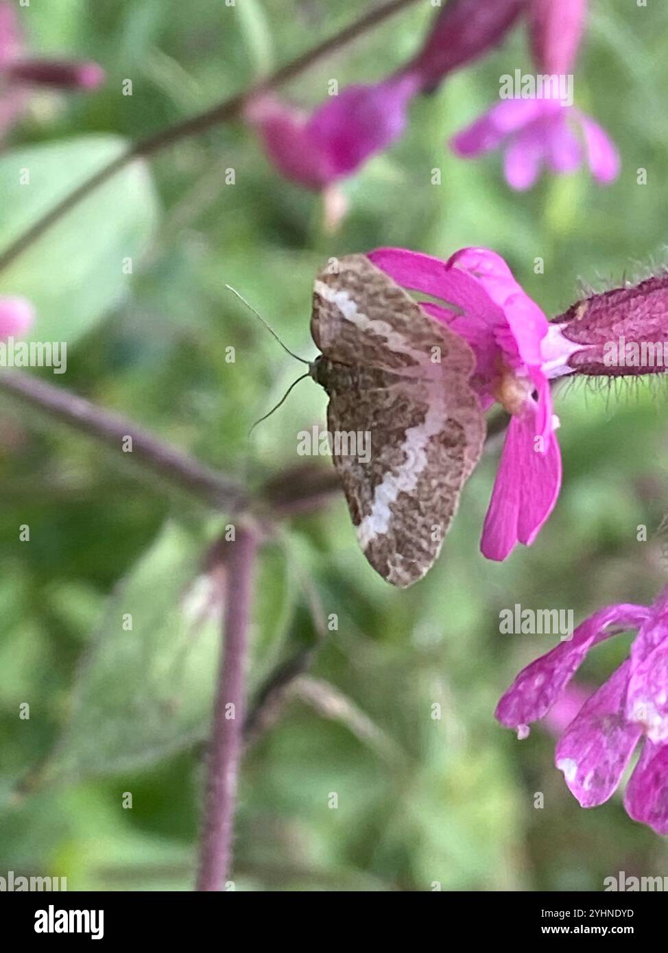 Small Rivulet (Perizoma alchemillata Stock Photo - Alamy