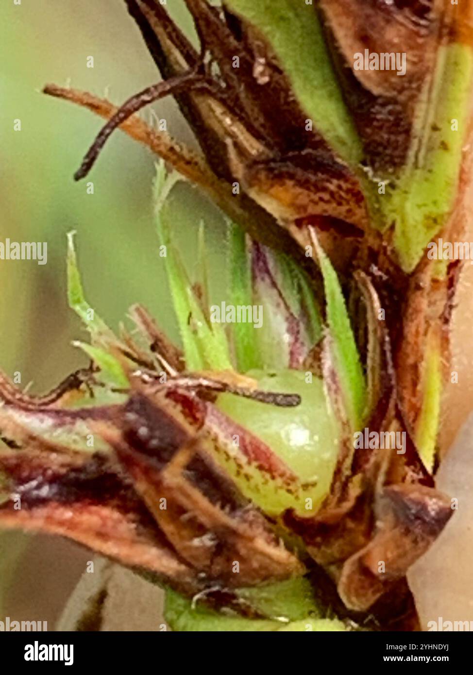 Whip Nutrush (Scleria triglomerata Stock Photo - Alamy