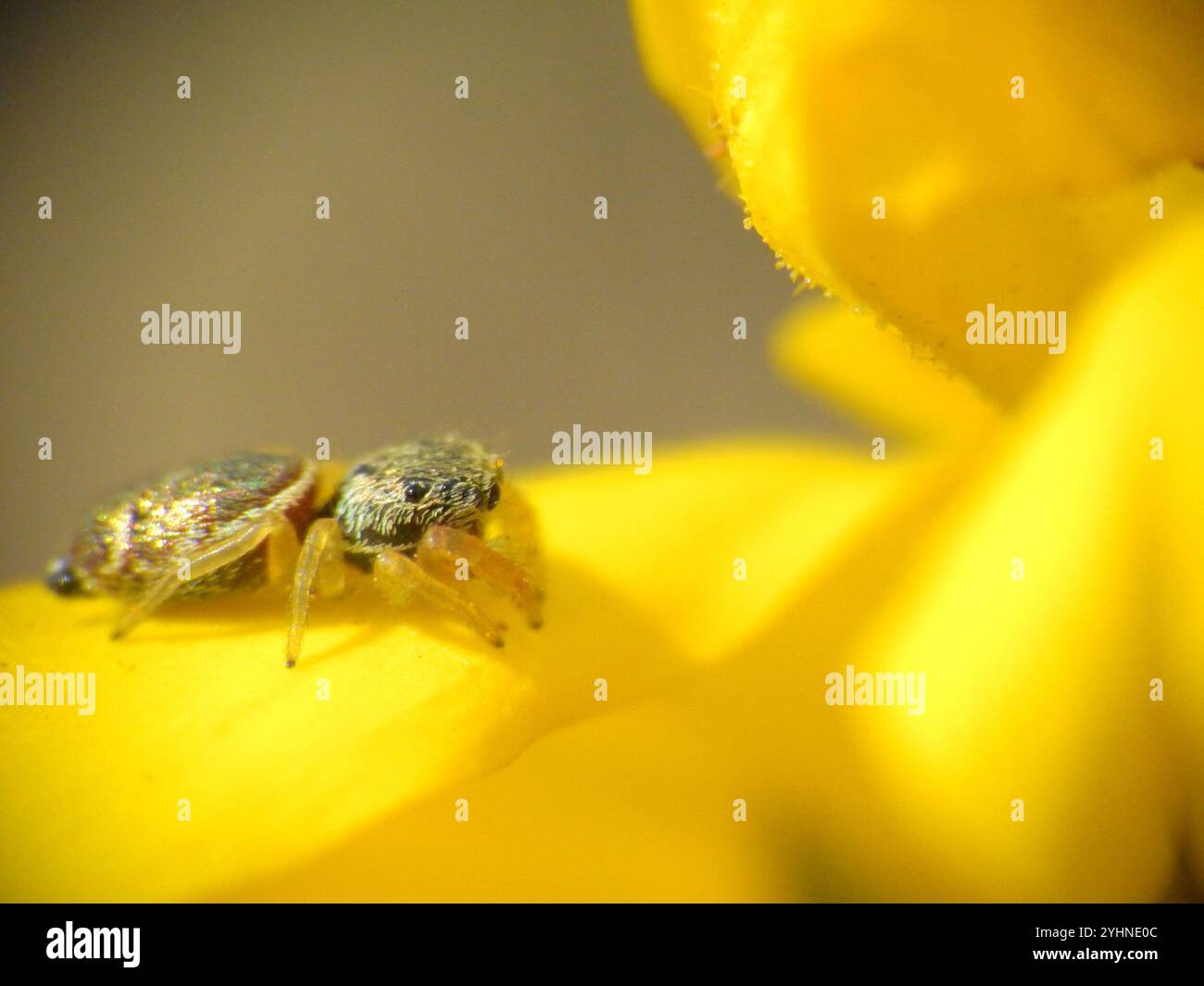 Buttonhook Leafbeetle Jumping Spider (Sassacus vitis Stock Photo - Alamy
