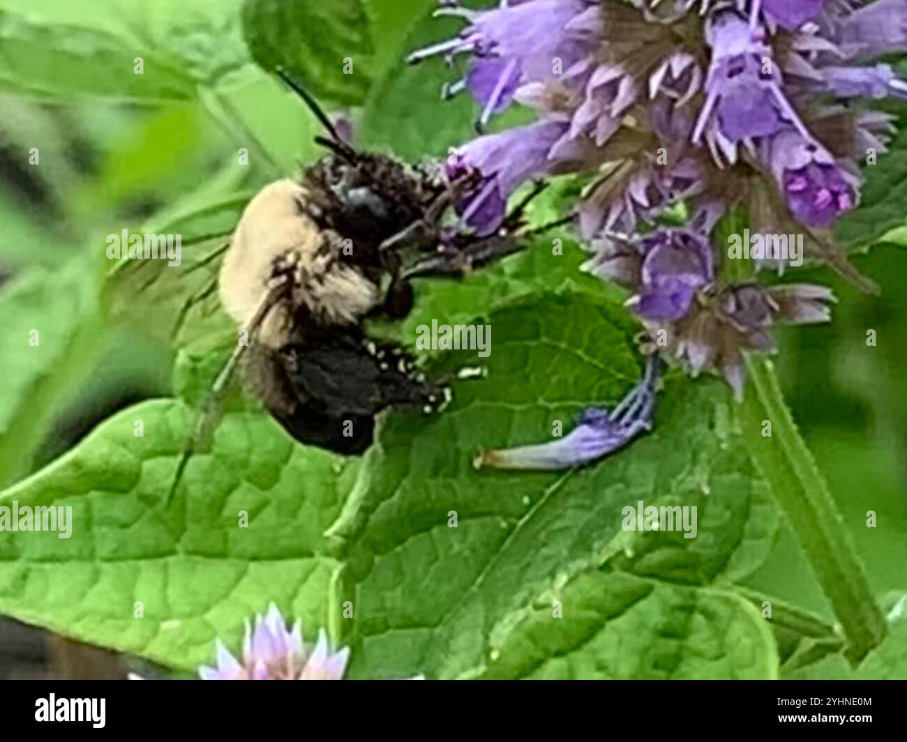 Abrupt digger hi-res stock photography and images - Alamy