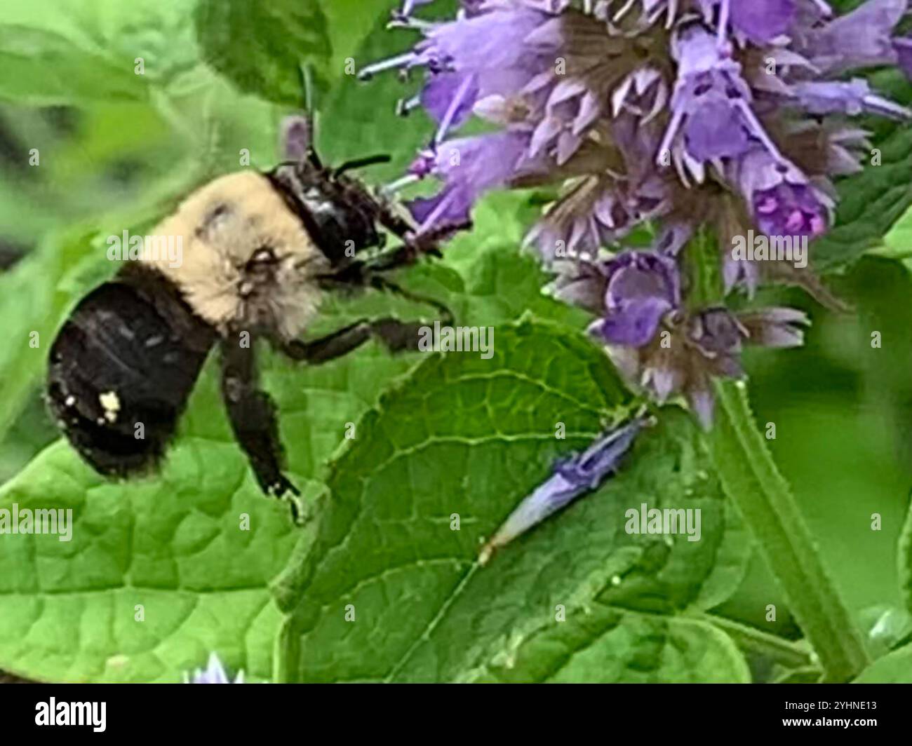 Abrupt digger hi-res stock photography and images - Alamy