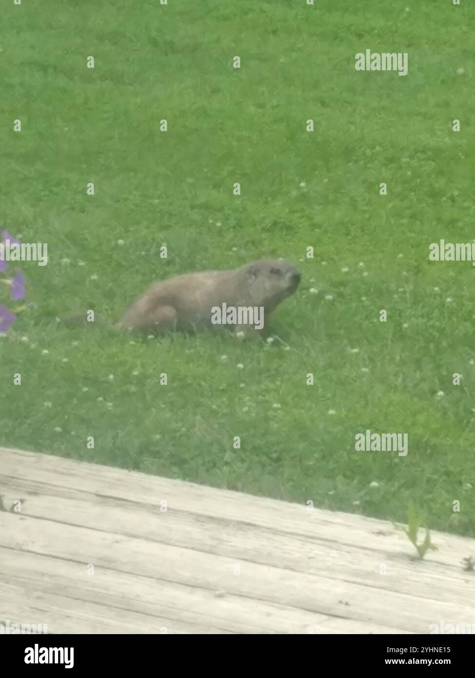 Groundhog (Marmota monax Stock Photo - Alamy