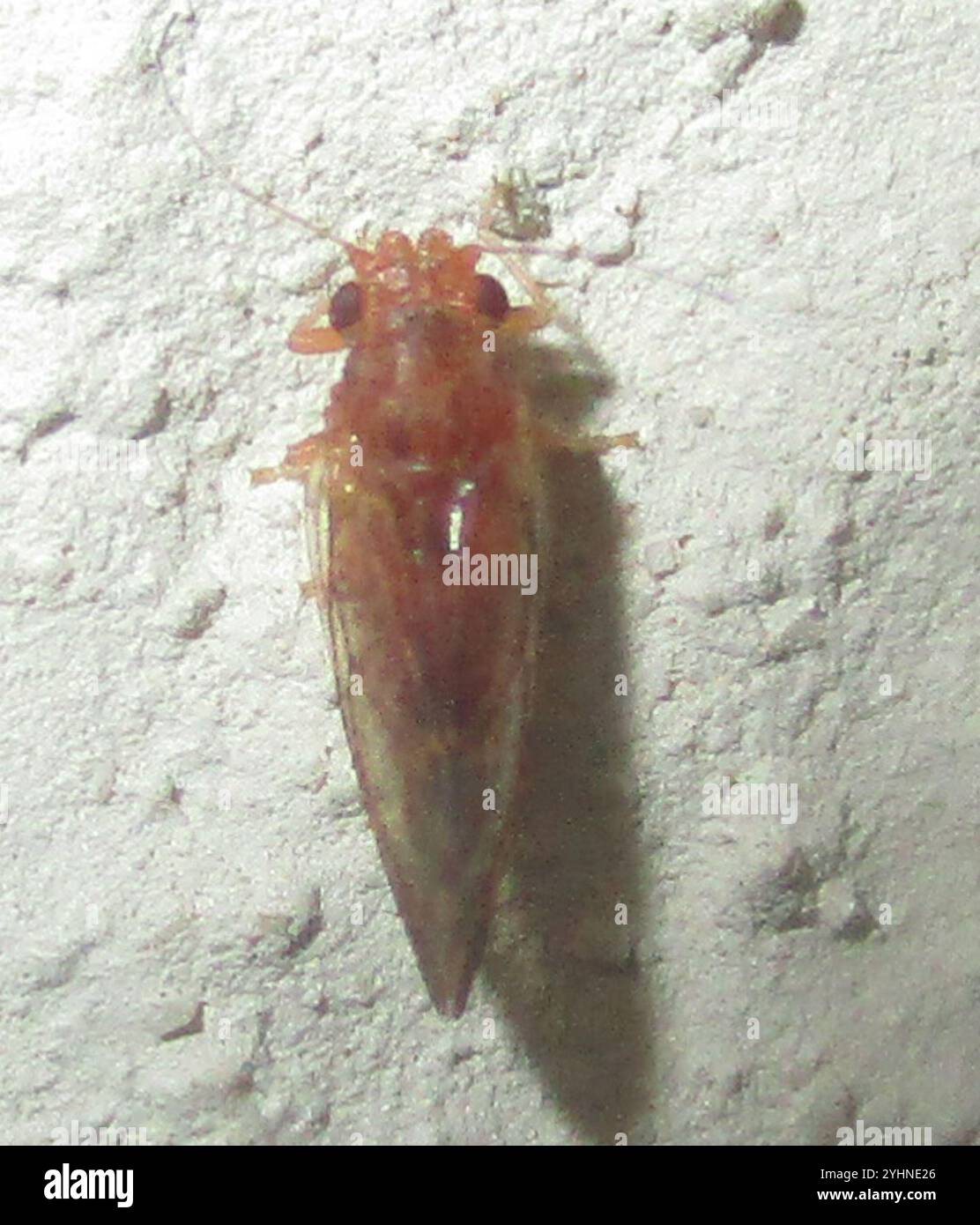 jumping plant lice (Psyllidae Stock Photo - Alamy jumping plant lice (Psyllidae Stock Photo - Alamy