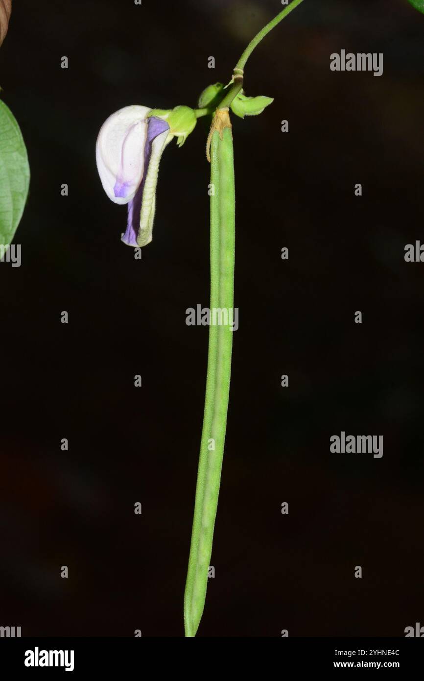 soft butterfly-pea (Centrosema molle Stock Photo - Alamy