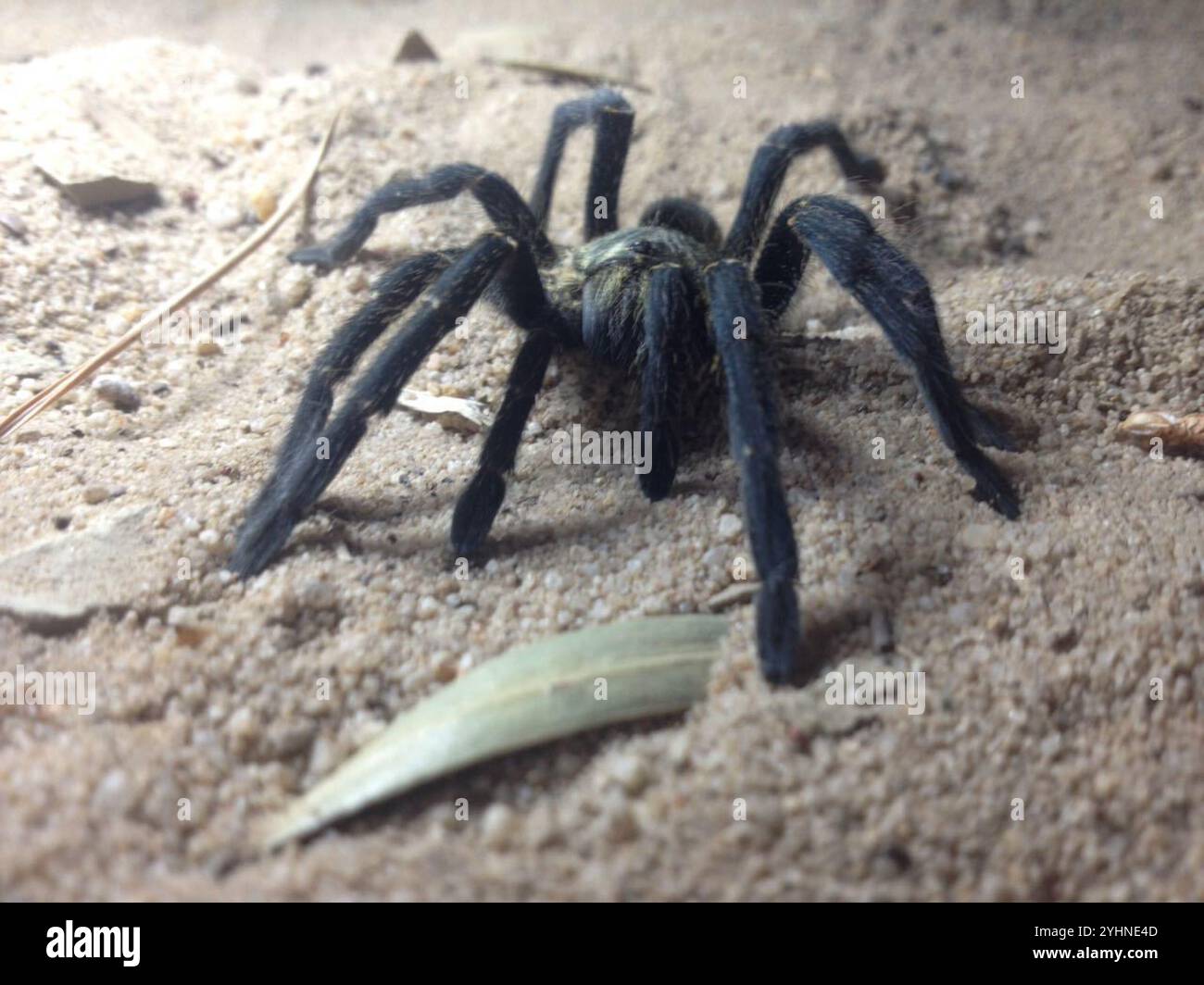 Common Baboon Spiders (Harpactira Stock Photo - Alamy