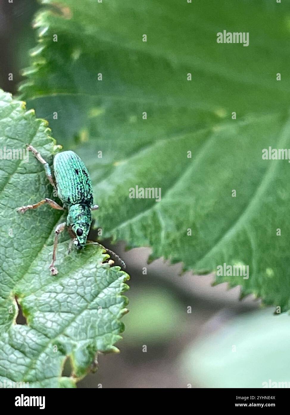 Green Immigrant Leaf Weevil (Polydrusus formosus Stock Photo - Alamy