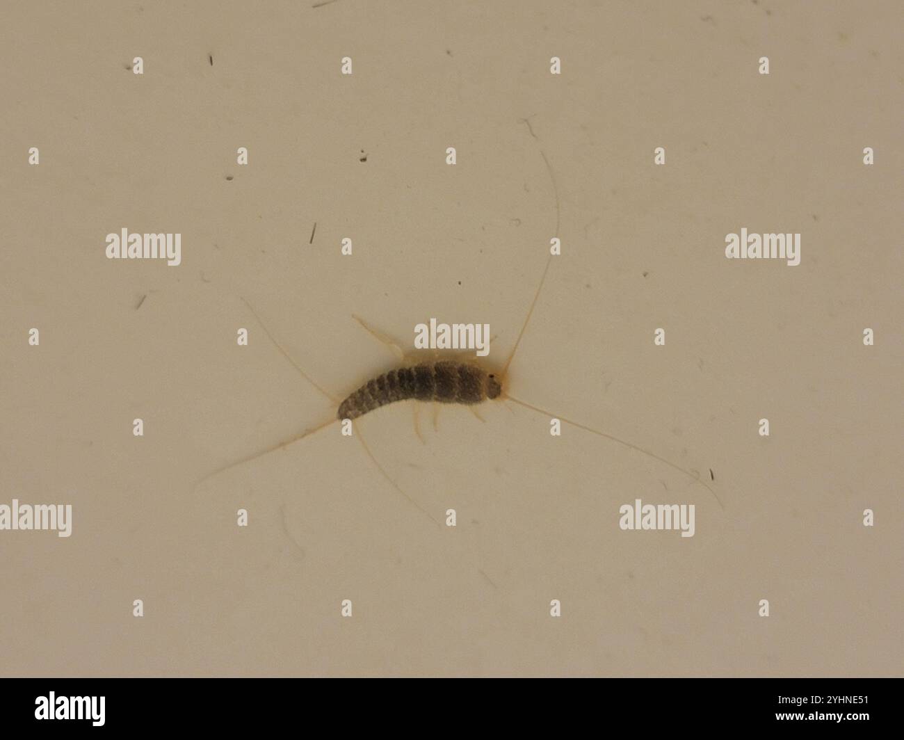 Long tailed silverfish hi-res stock photography and images - Alamy