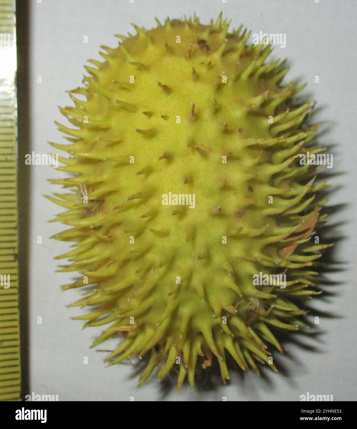 South African Spiny Cucumber (Cucumis zeyheri Stock Photo - Alamy