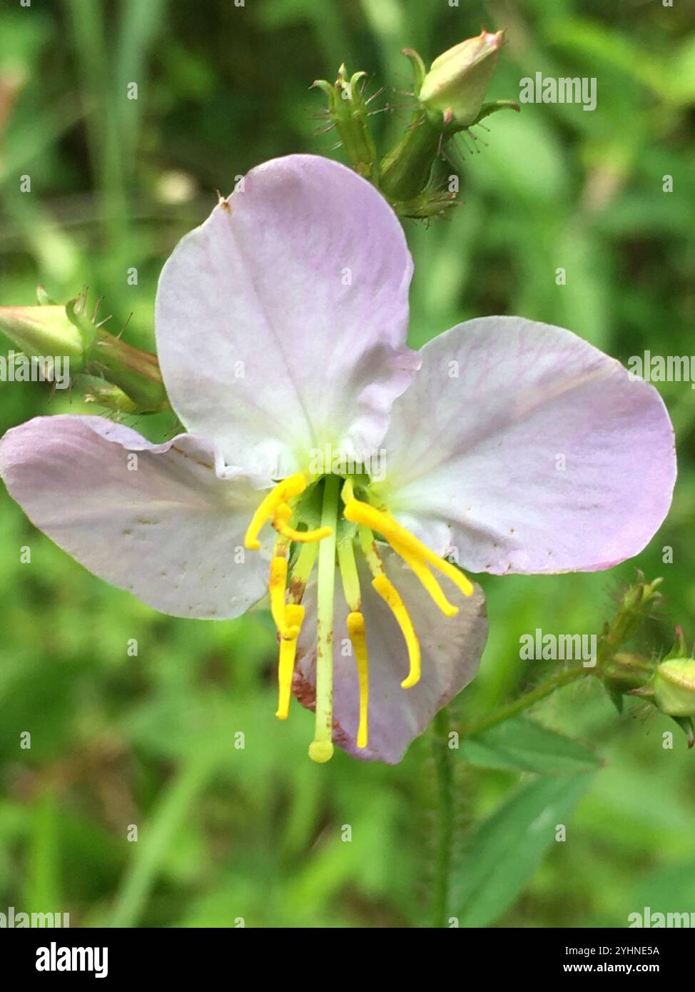 Maryland meadowbeauty (Rhexia mariana Stock Photo - Alamy