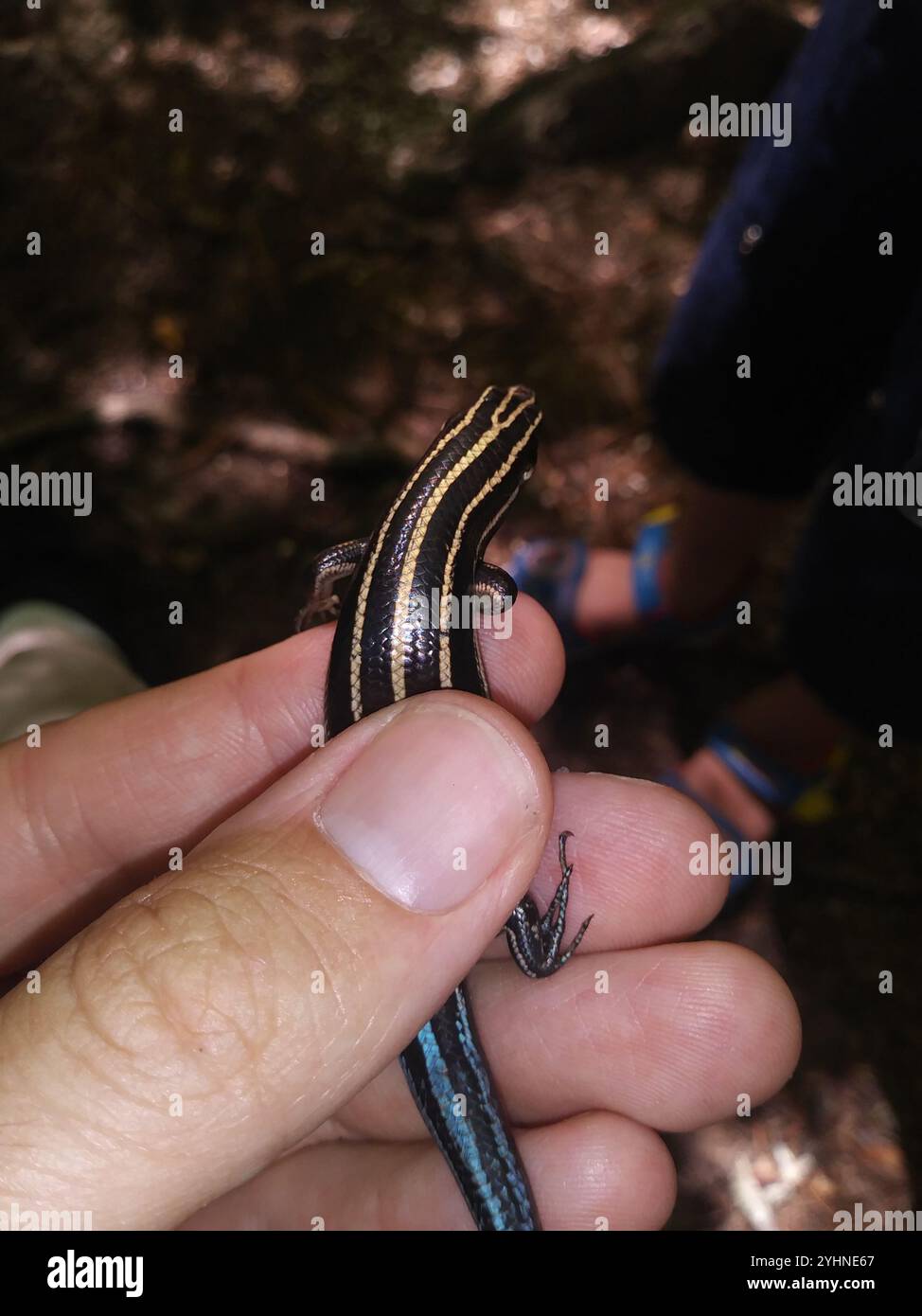 Common Five-lined Skink (Plestiodon fasciatus Stock Photo - Alamy