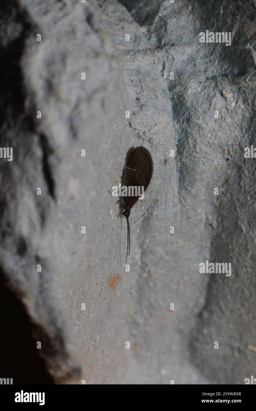 Black Spongillafly (Sisyra nigra Stock Photo - Alamy