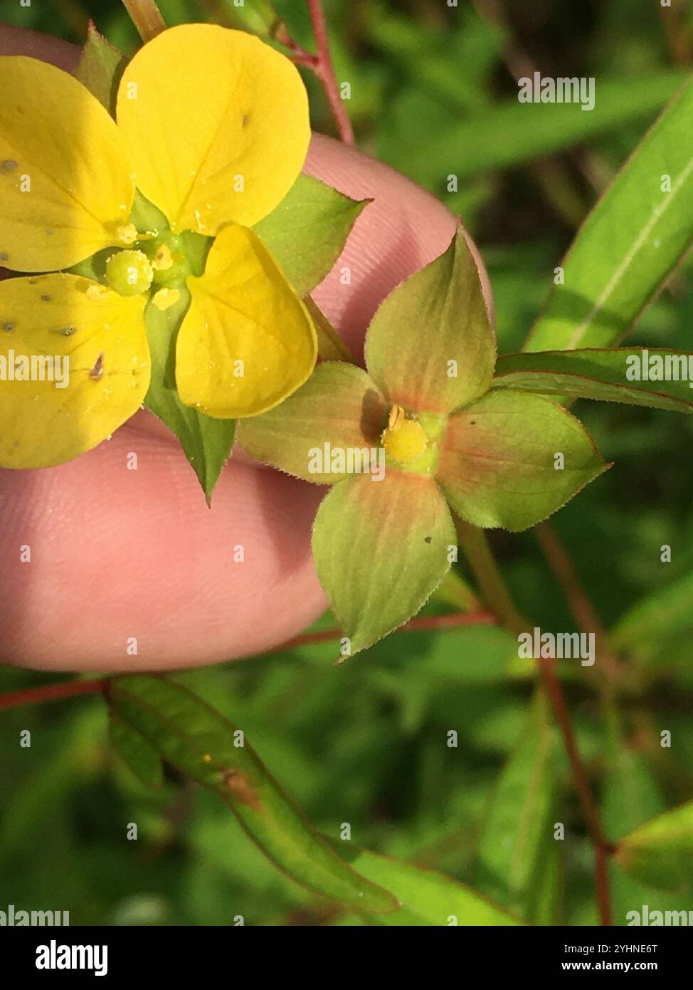 Seedbox (Ludwigia alternifolia Stock Photo - Alamy