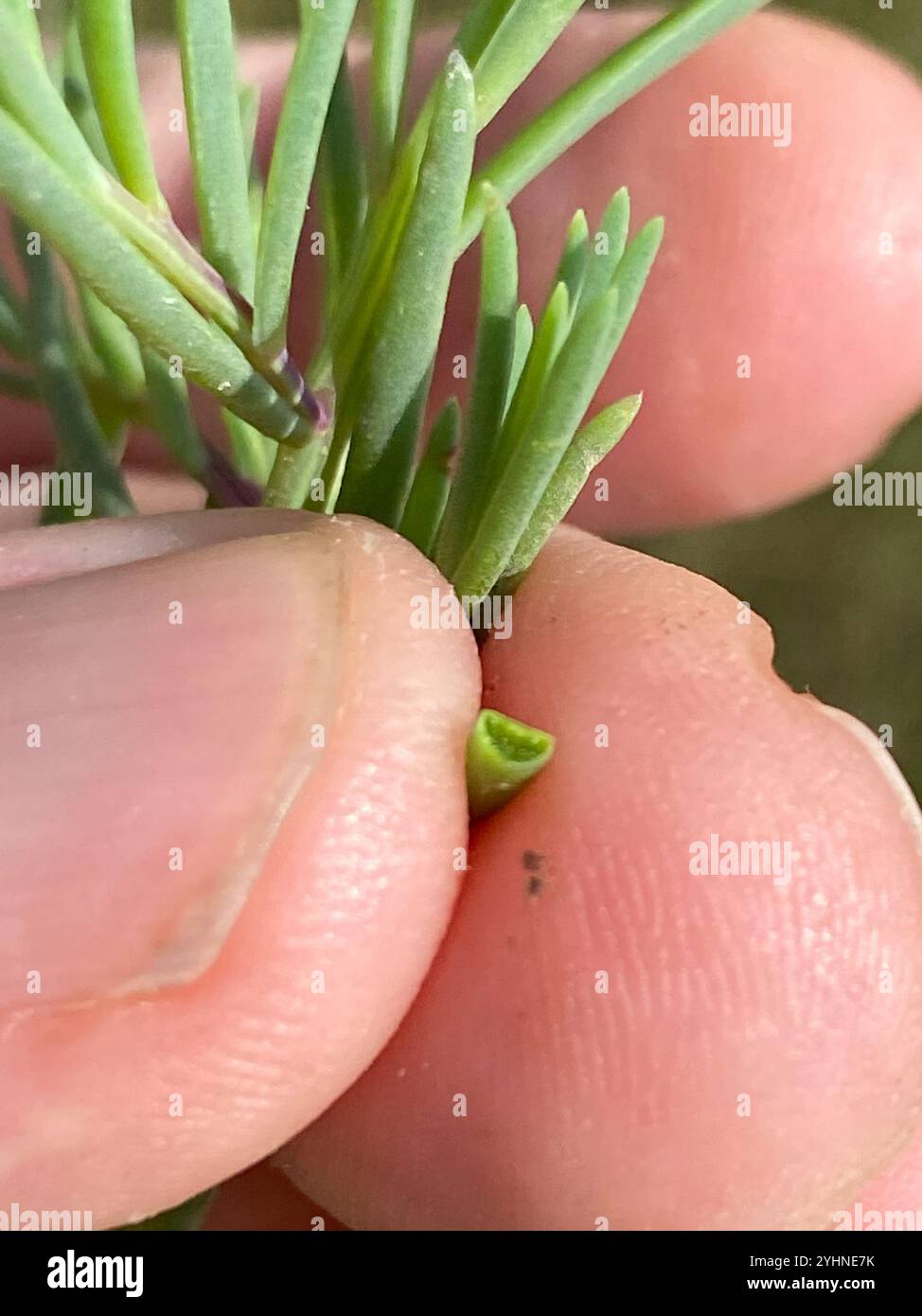 Annual Seepweed (Suaeda linearis Stock Photo - Alamy