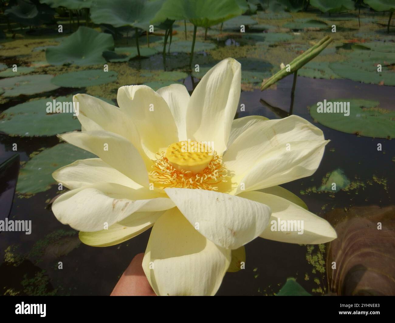 American lotus (Nelumbo lutea Stock Photo - Alamy