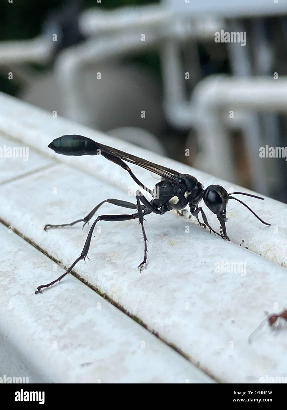 Gold-marked Thread-waisted Wasp (Eremnophila aureonotata Stock Photo ...