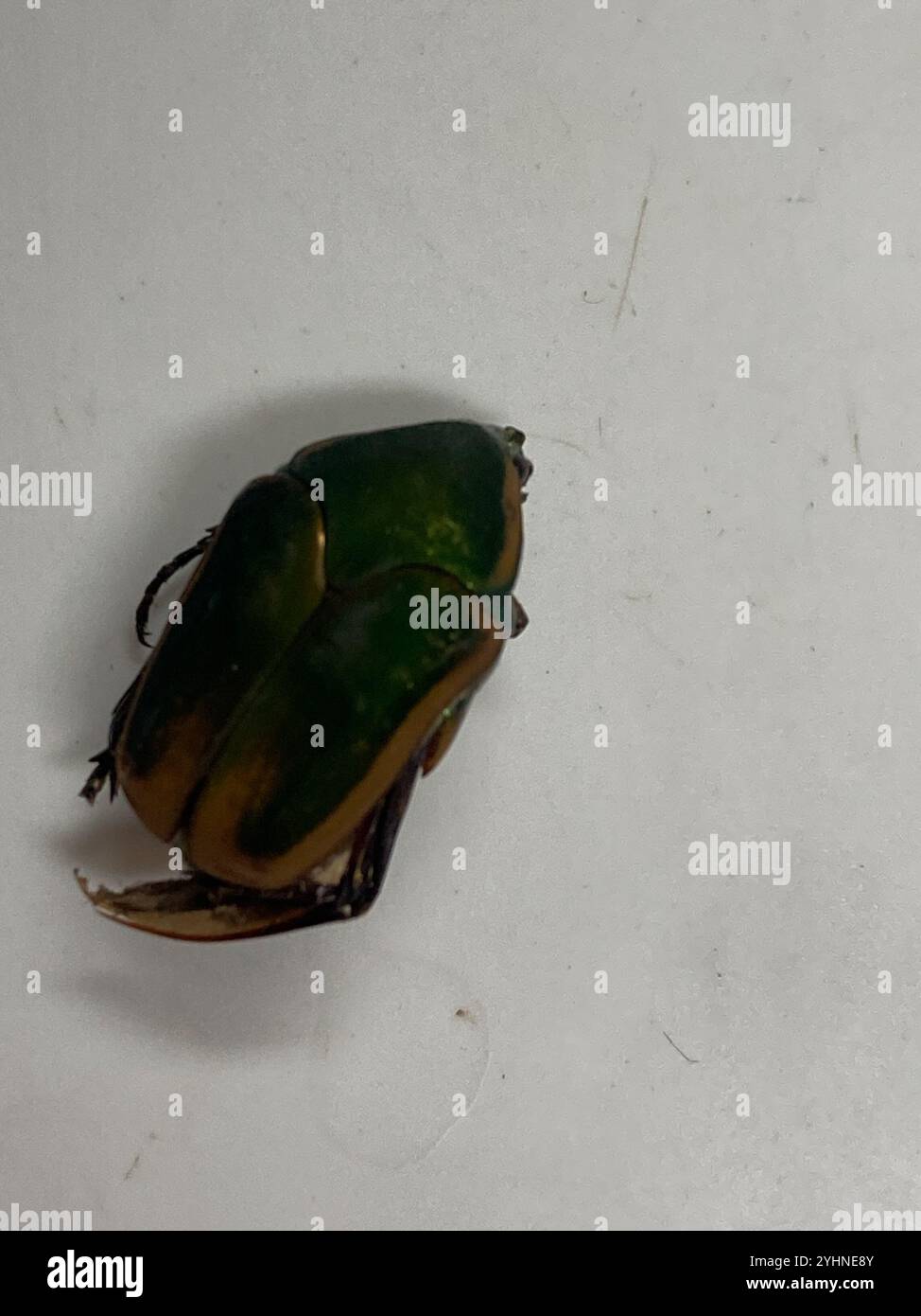 Common Green June Beetle (Cotinis nitida Stock Photo - Alamy