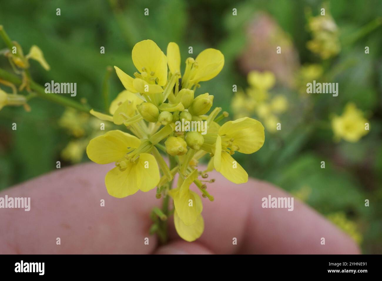 charlock (Mutarda arvensis Stock Photo - Alamy