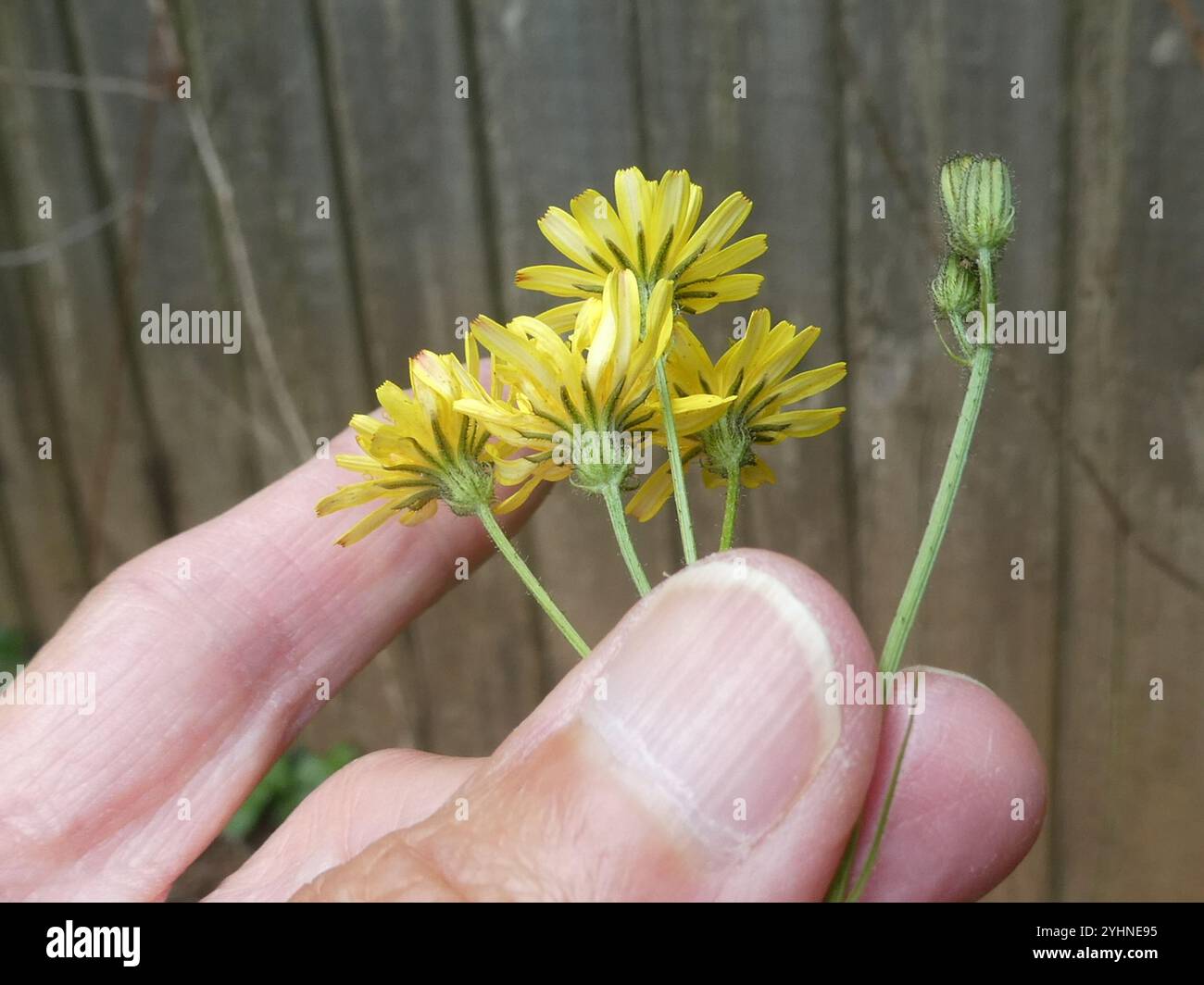 Beaked Hawksbeard (Crepis vesicaria Stock Photo - Alamy
