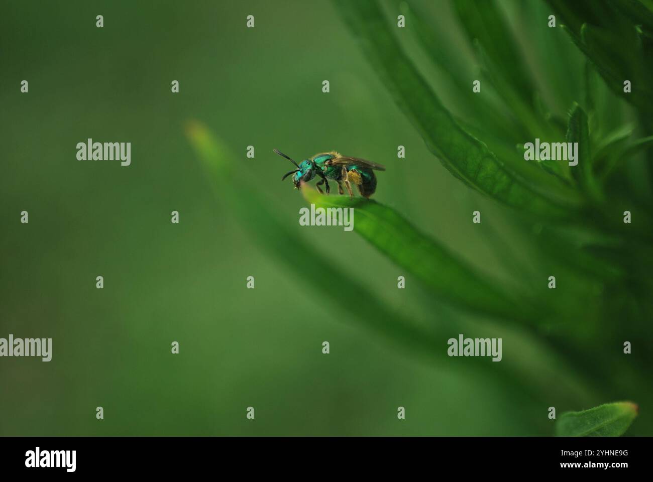 Augochlorine Sweat Bees (Augochlorini Stock Photo - Alamy