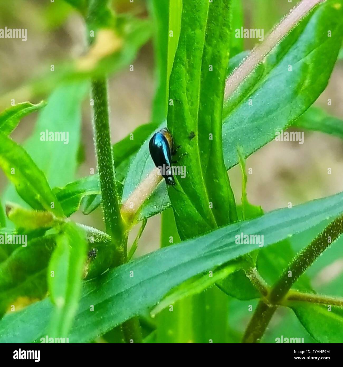 Leaf Beetles (Chrysomelidae Stock Photo - Alamy