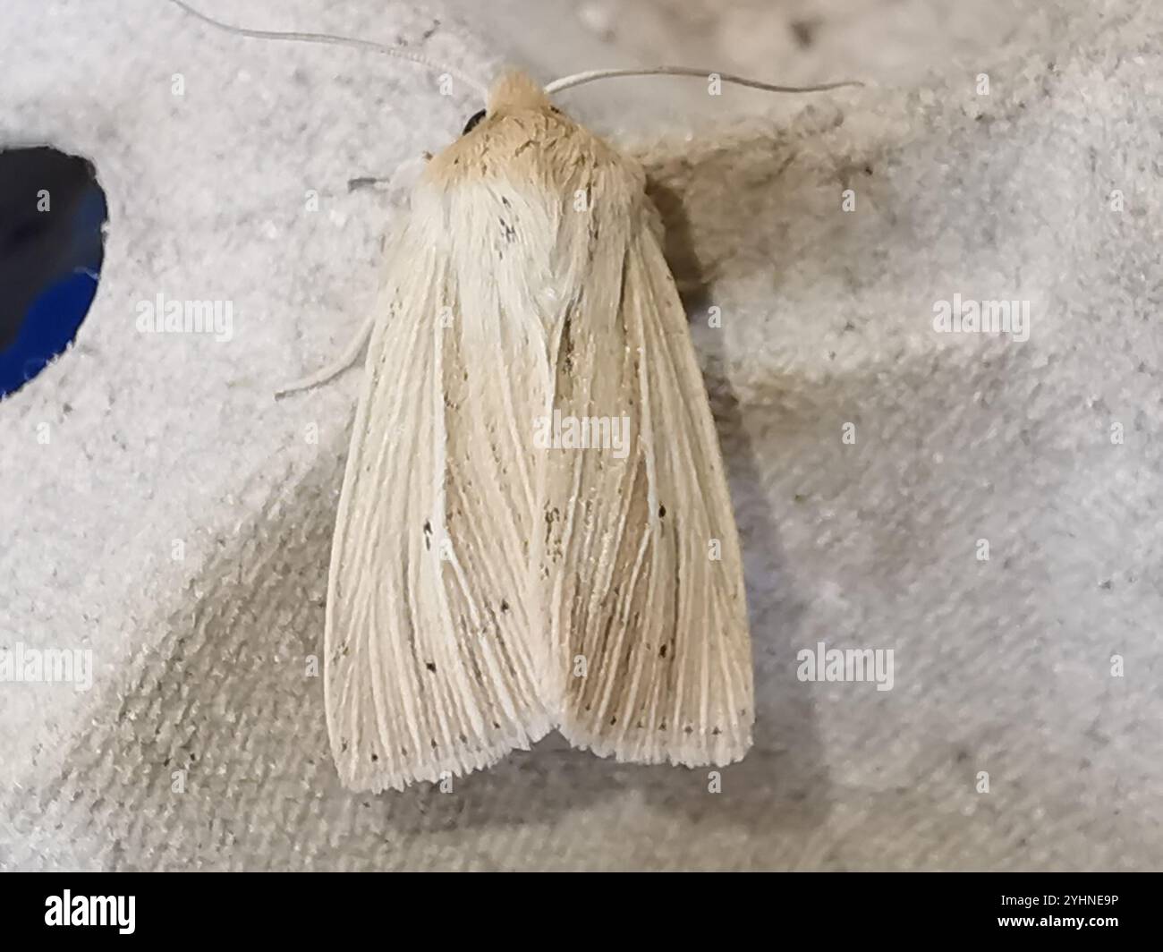 Common Wainscot (Mythimna pallens Stock Photo - Alamy