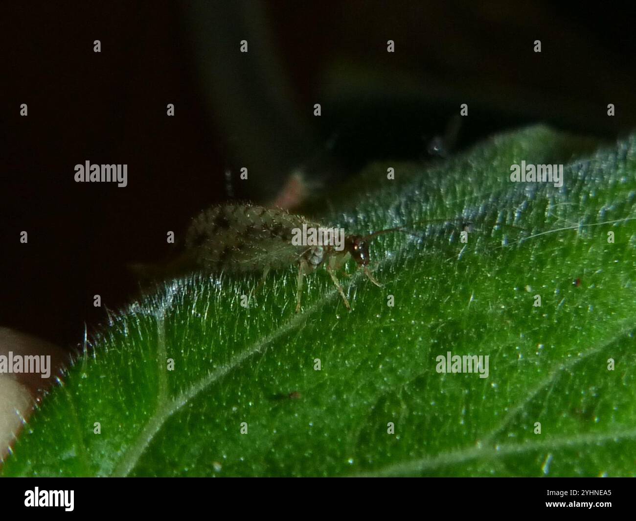 Variegated Brown Lacewing (Micromus variegatus Stock Photo - Alamy
