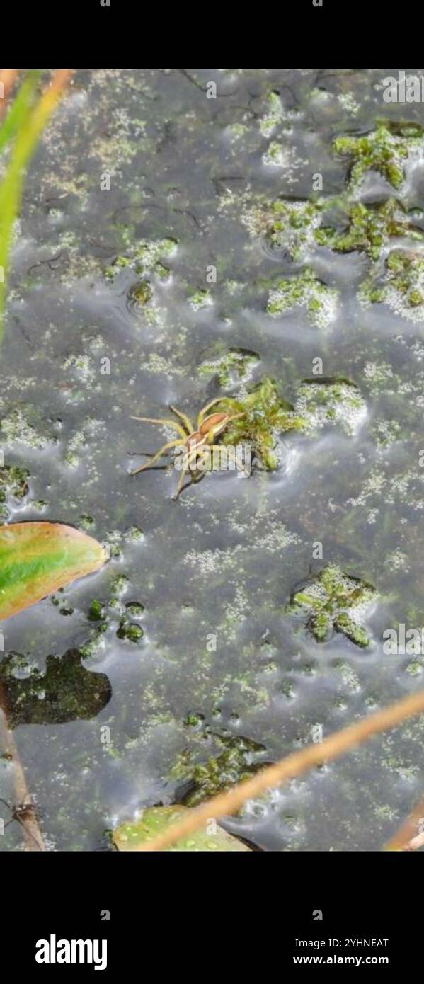 Raft Spider (Dolomedes fimbriatus Stock Photo - Alamy