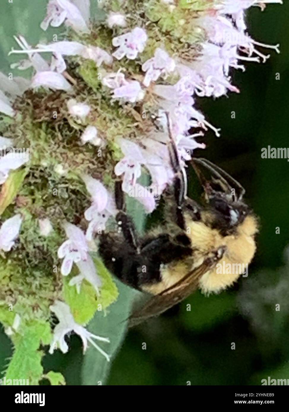Two-spotted Bumble Bee (Bombus bimaculatus Stock Photo - Alamy