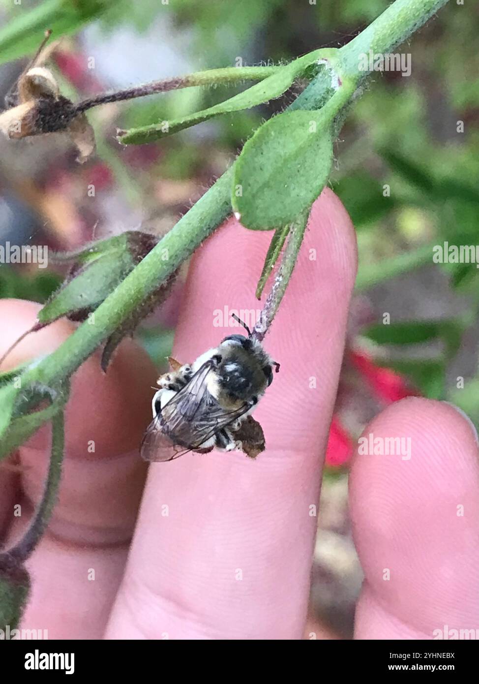Urbane Digger Bee (Anthophora urbana Stock Photo - Alamy