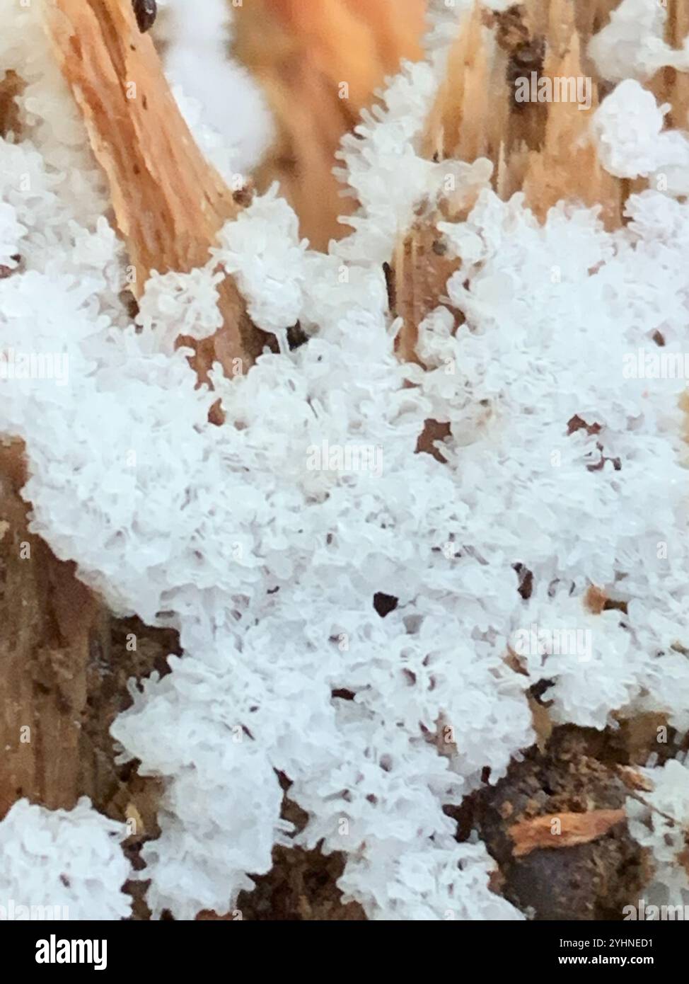 Honeycomb Coral Slime Mold (Ceratiomyxa fruticulosa Stock Photo - Alamy