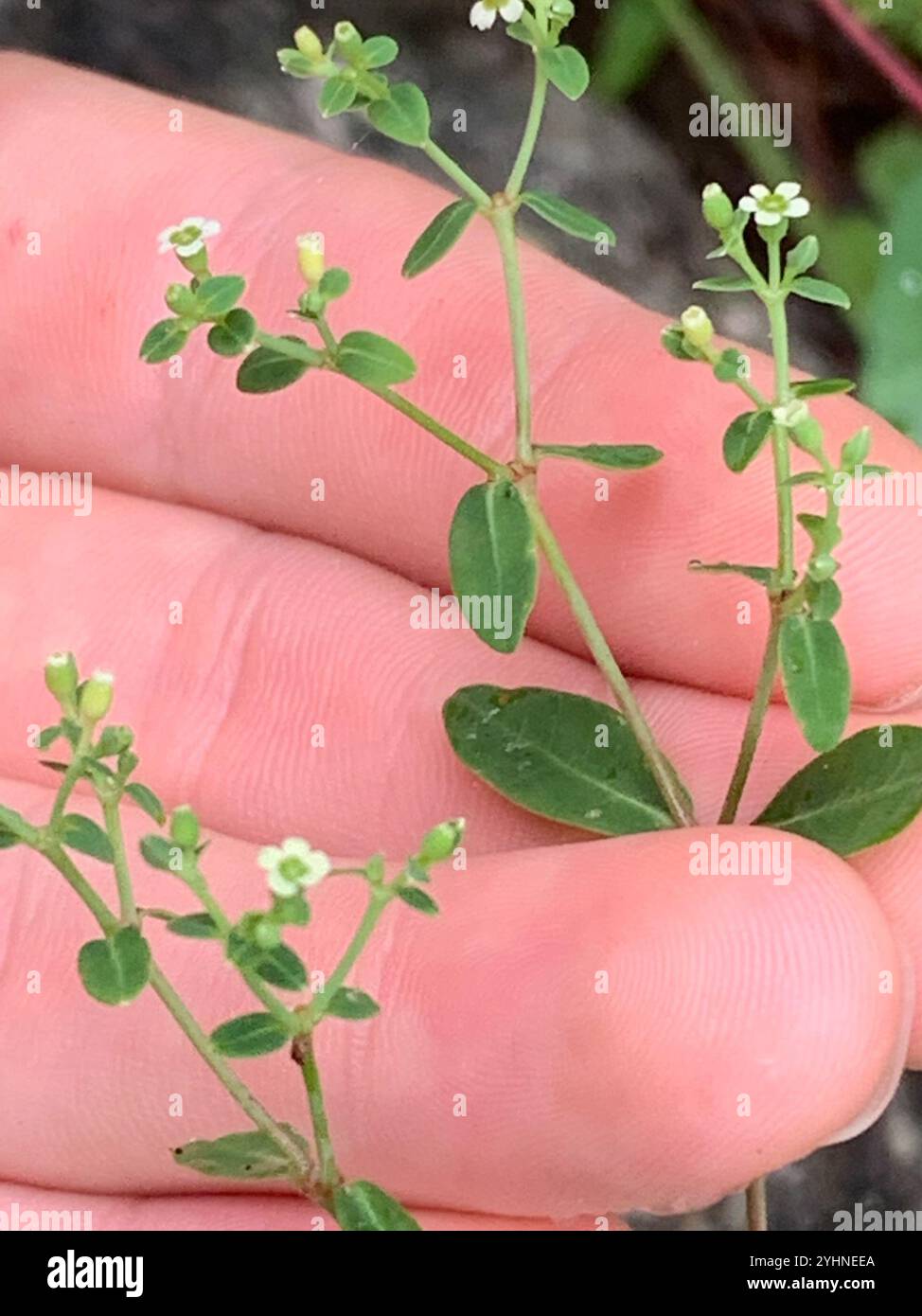 False Flowering Spurge (Euphorbia pubentissima Stock Photo - Alamy