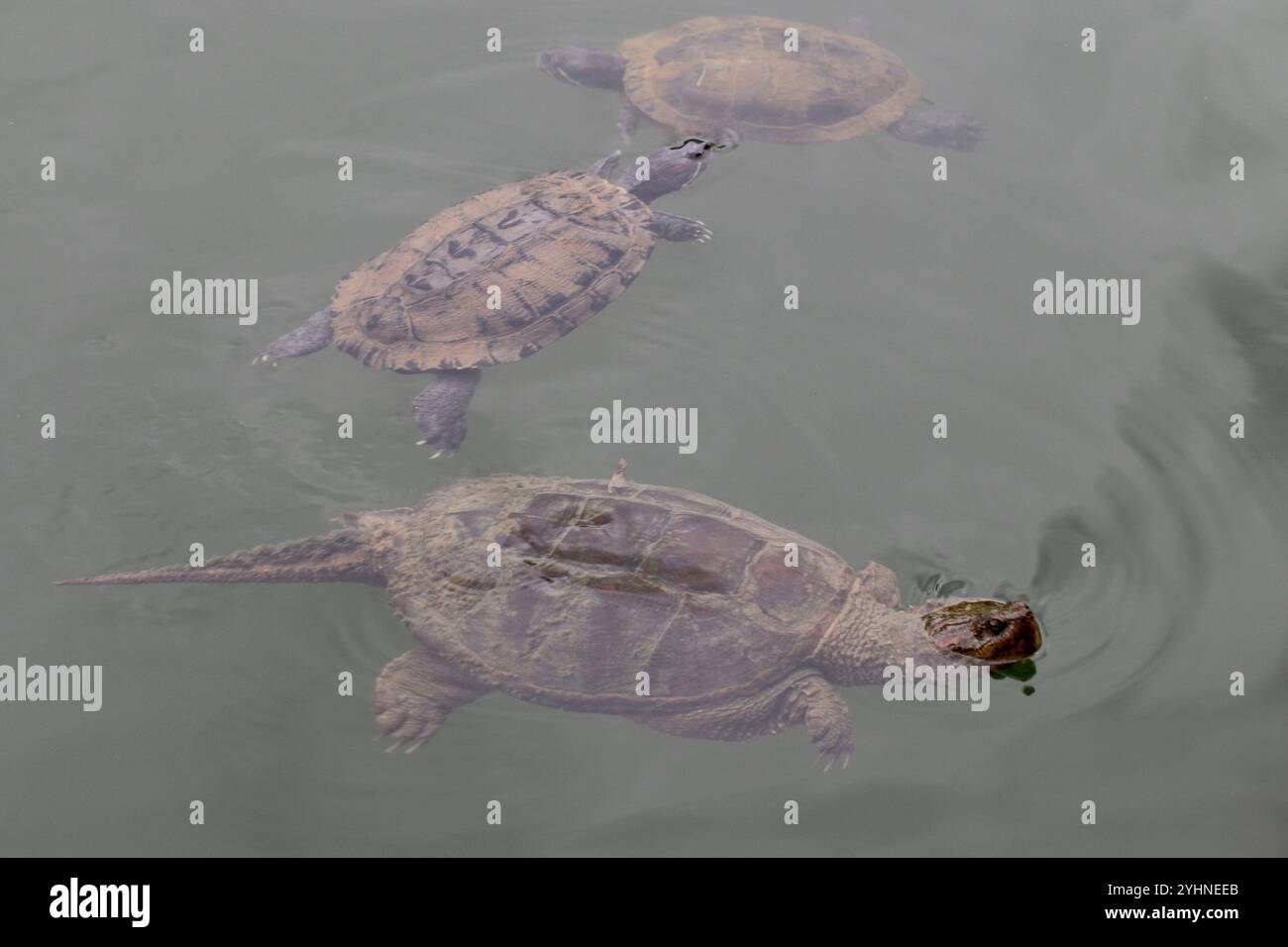 Common Snapping Turtle (Chelydra serpentina Stock Photo - Alamy