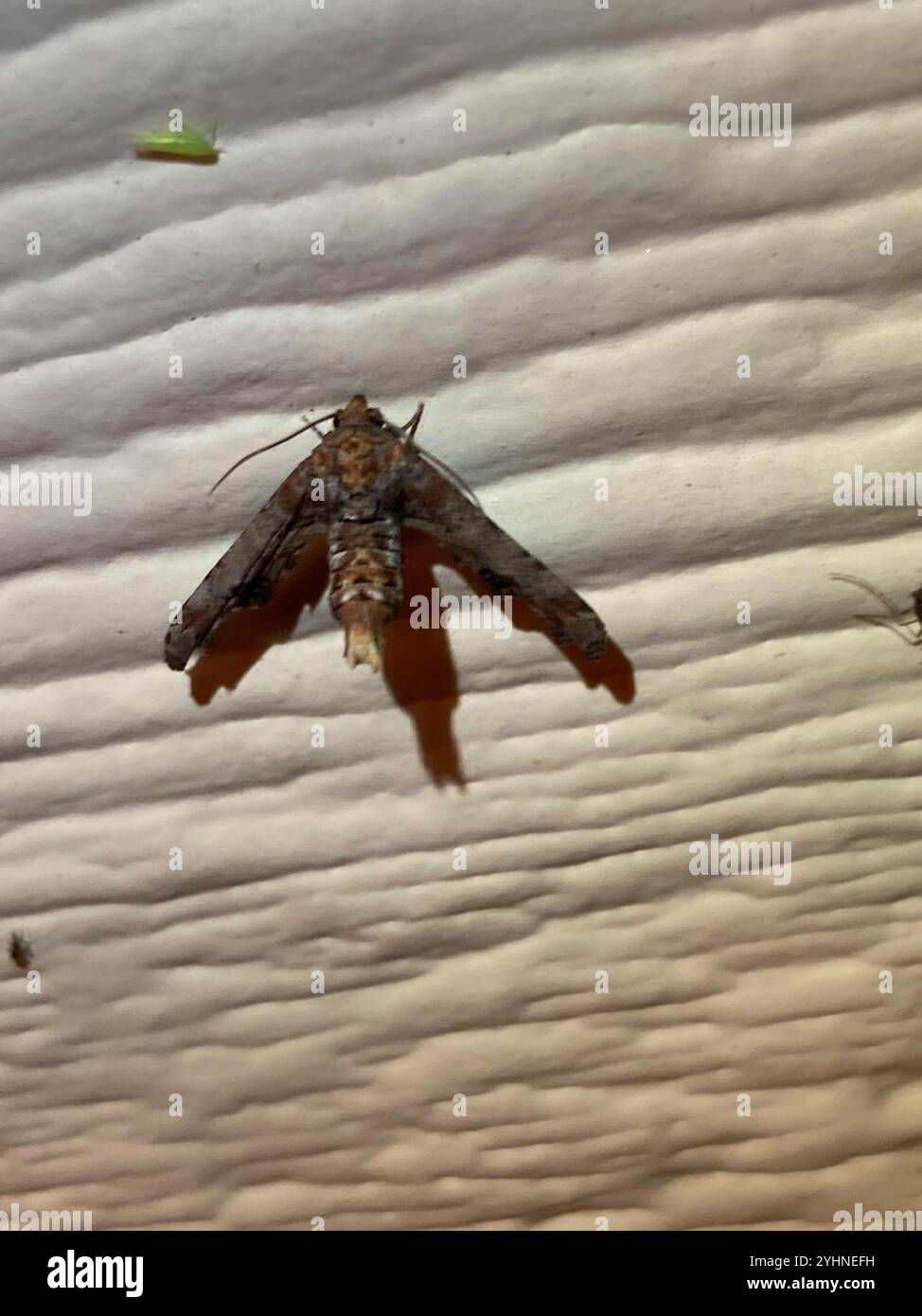 Dark Marathyssa Moth (Marathyssa inficita Stock Photo - Alamy