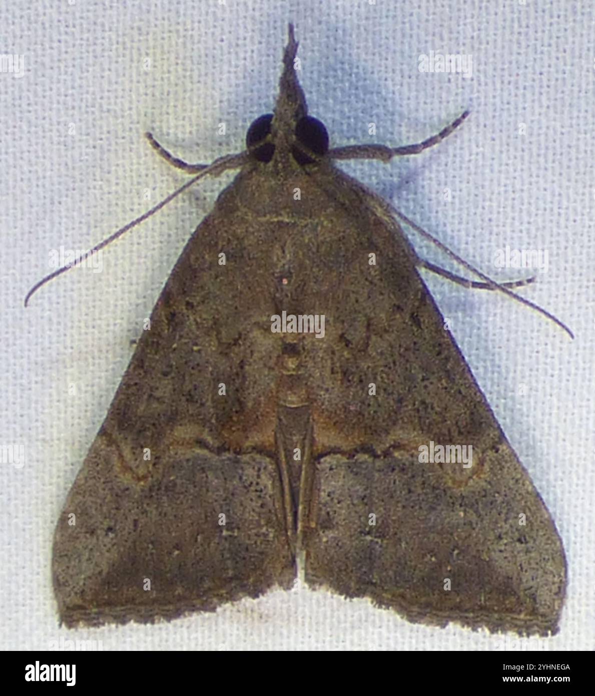 Green Cloverworm Moth (Hypena scabra Stock Photo - Alamy