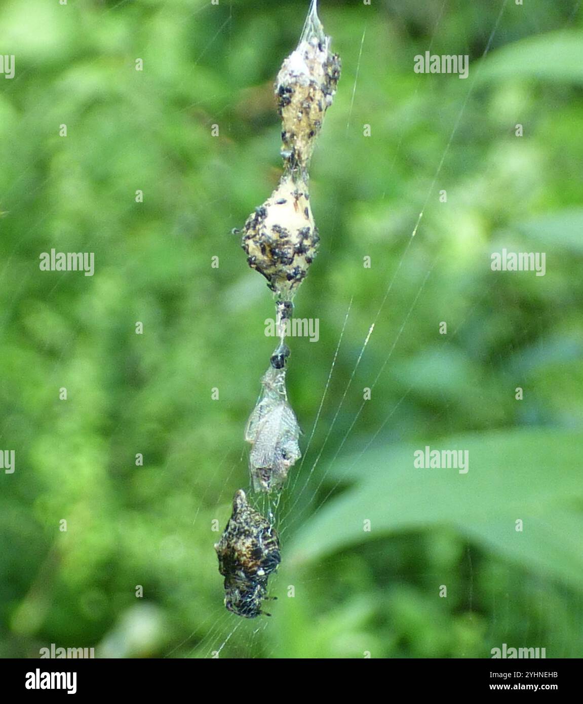 Humped Trashline Orbweaver (Cyclosa turbinata Stock Photo - Alamy