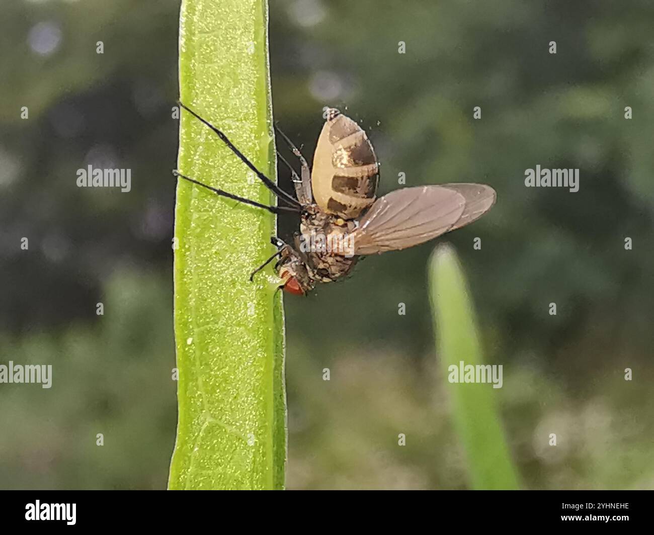 Entomophthora fly hi-res stock photography and images - Alamy