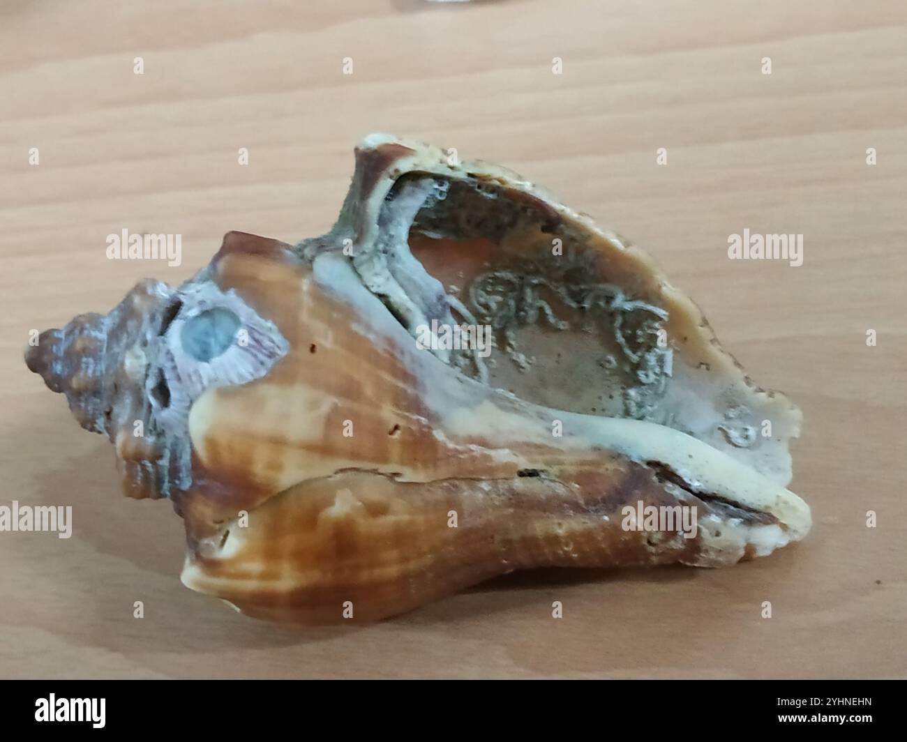 Spiral Melongena (Volegalea cochlidium Stock Photo - Alamy