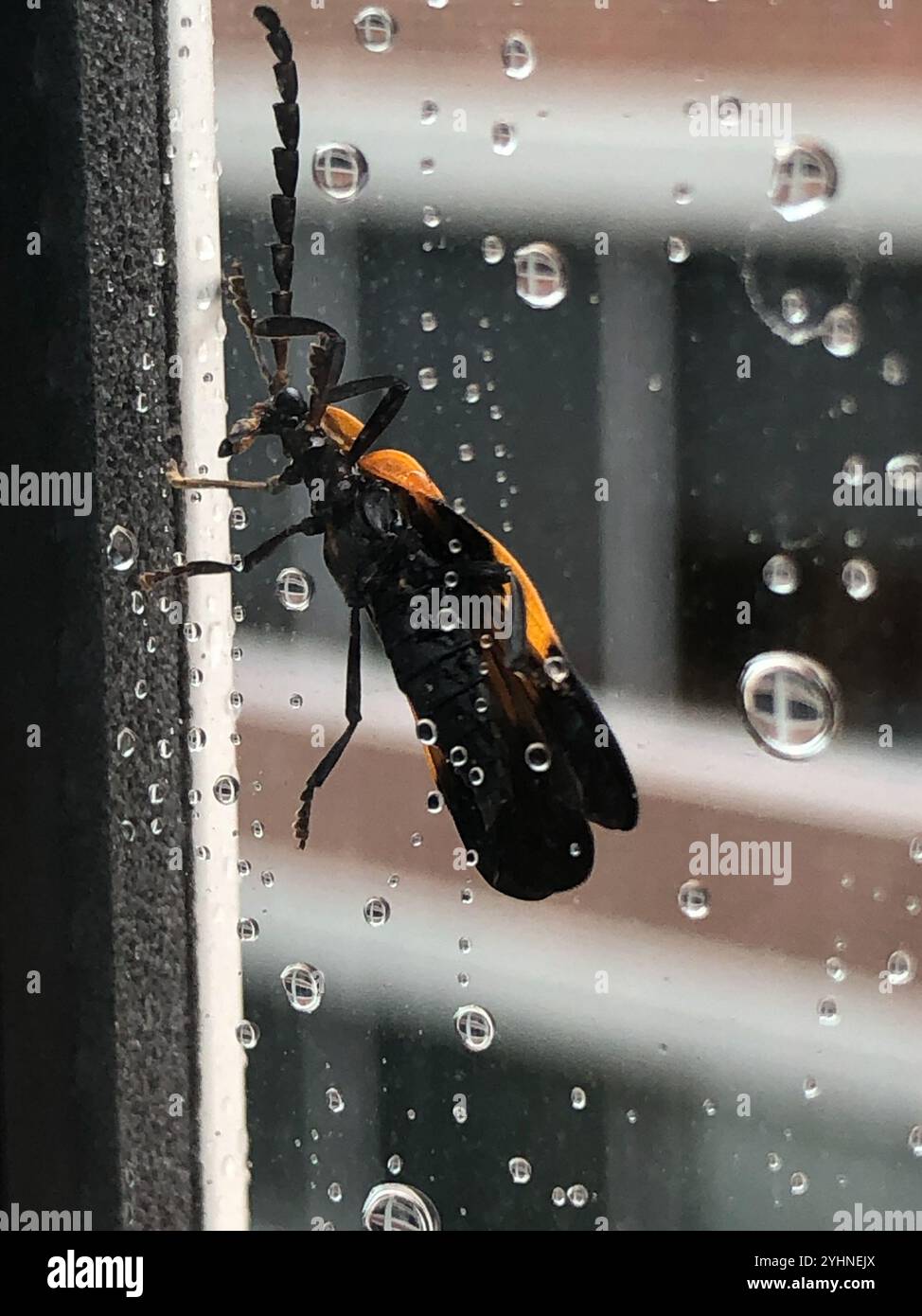 Reticulated net winged beetle hi-res stock photography and images - Alamy