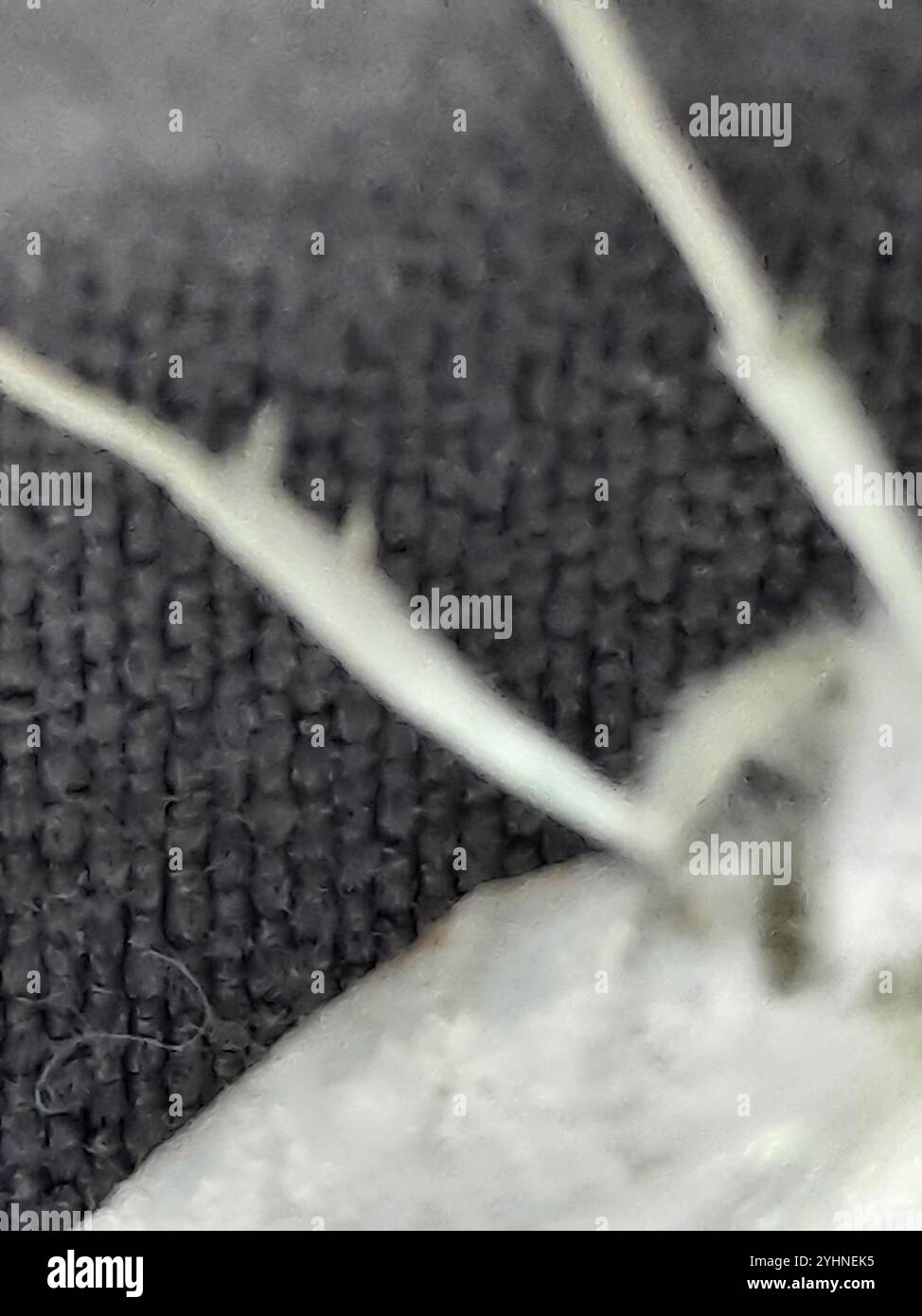 Ennomos subsignaria hi-res stock photography and images - Alamy