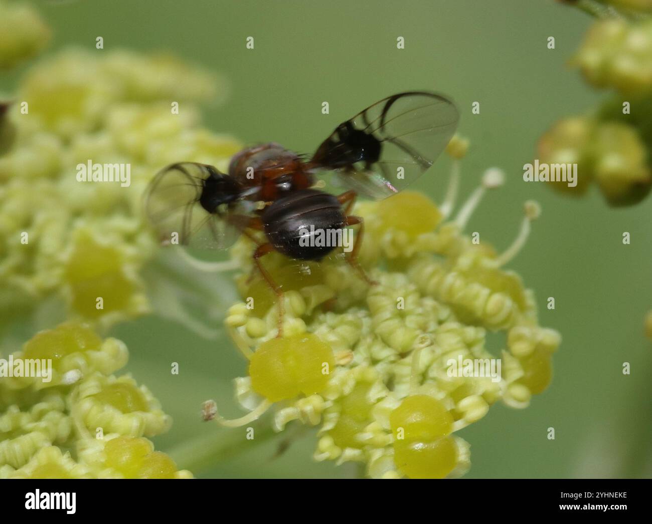 Spectacled Berry Fly (Anomoia purmunda Stock Photo - Alamy